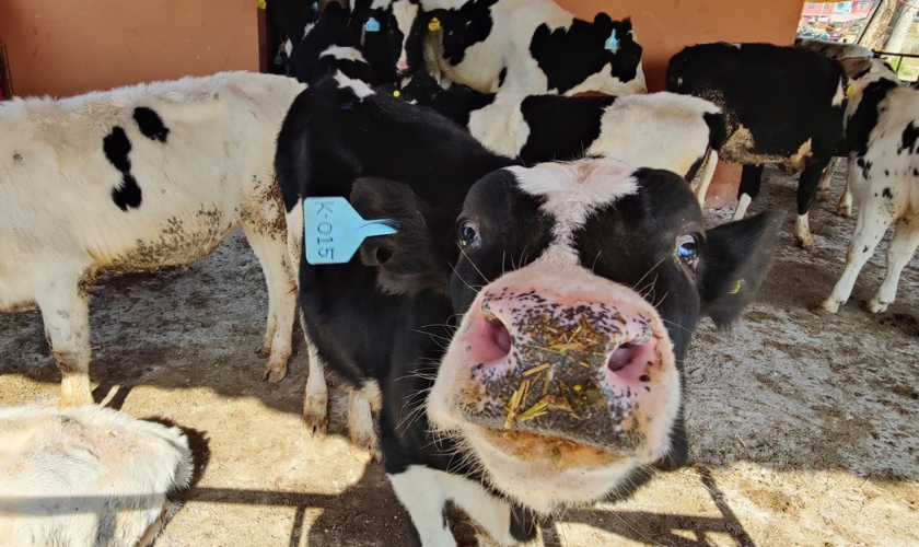 Scientists Seek Miracle Pill to Stop Methane Cow Burps